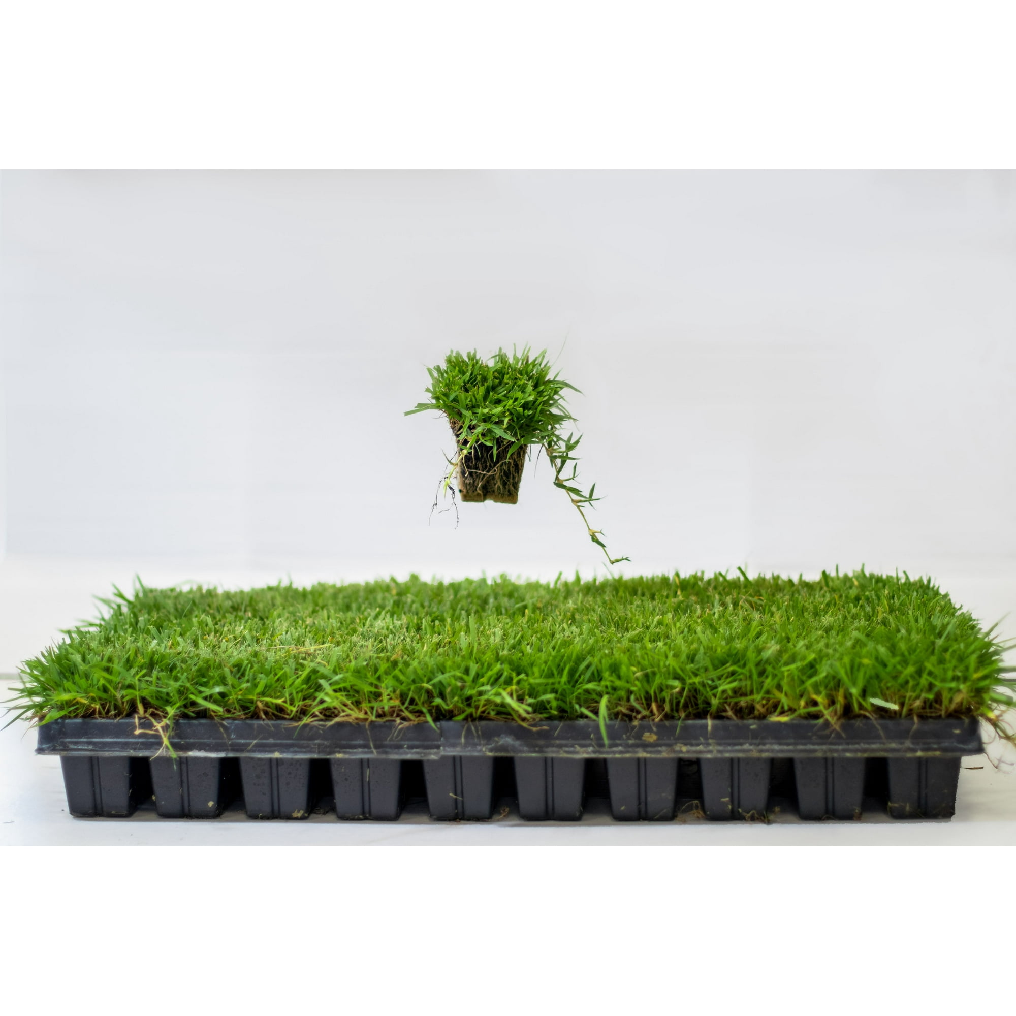 Zoysia Japonica - Mucize Çim Fidesi Bakım Rehberi